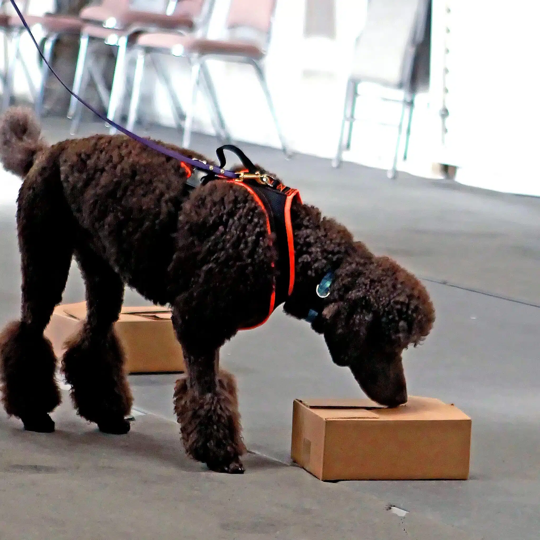 Nose Work Workshop - Think Pawsitive