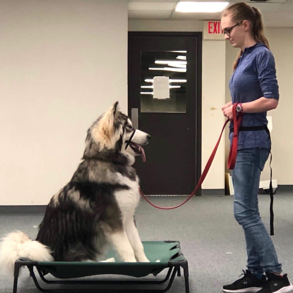 Puppy/Adult Manners Lecture ONLY - Think Pawsitive