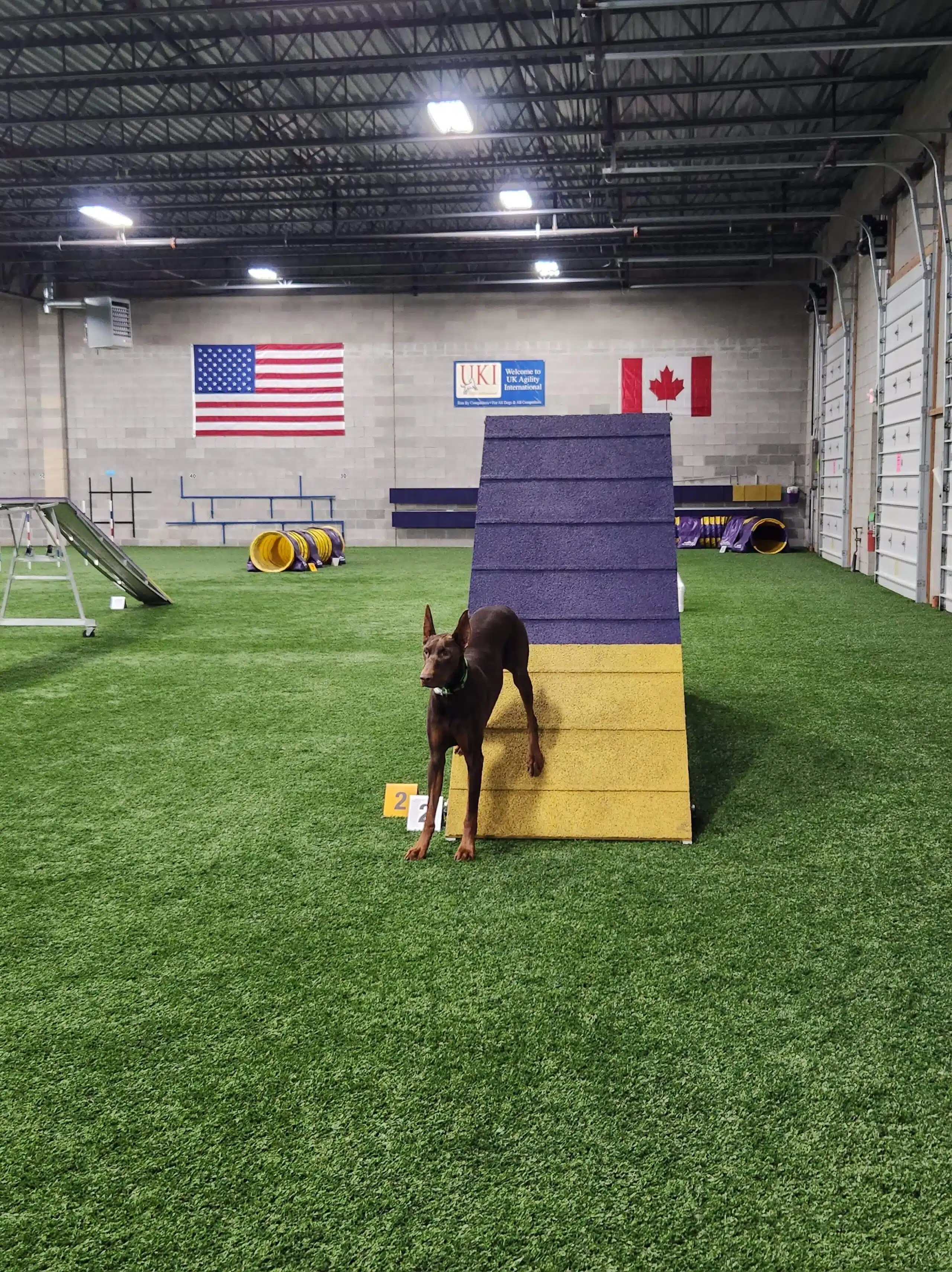 TAILS Academy Membership - Think Pawsitive